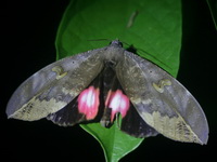Phuket Nature Tours - Photos